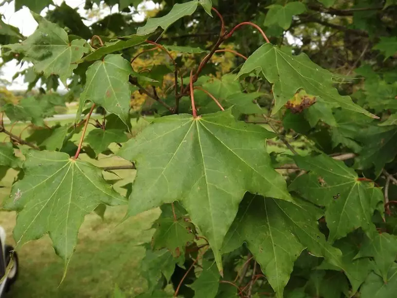 Acer mono - Common Bonsai,Hardwood - Painted Maple