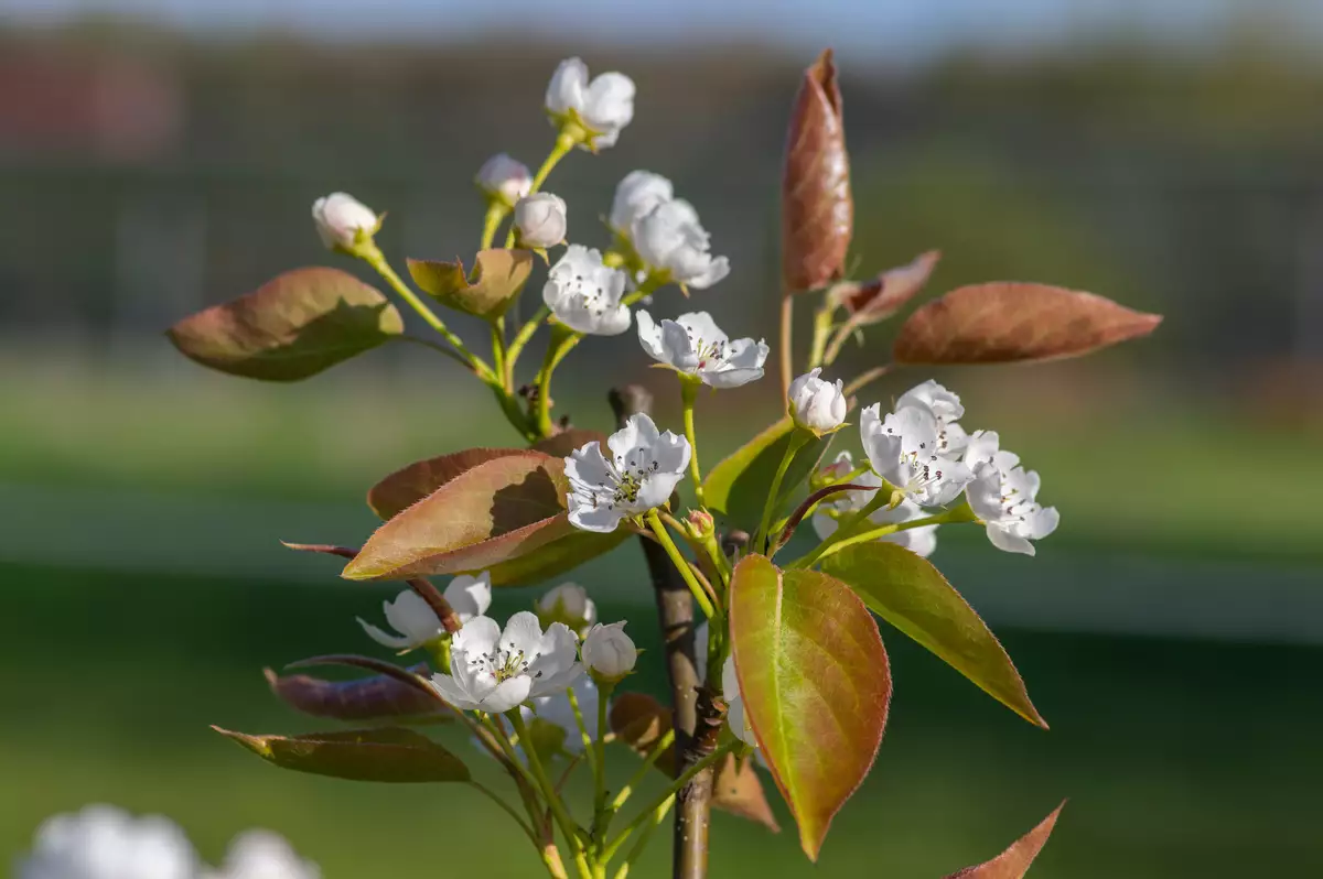 Pyrus pyrifolia - Flowering Tree - Asian Pear, Chinese Pear, Chinese ...