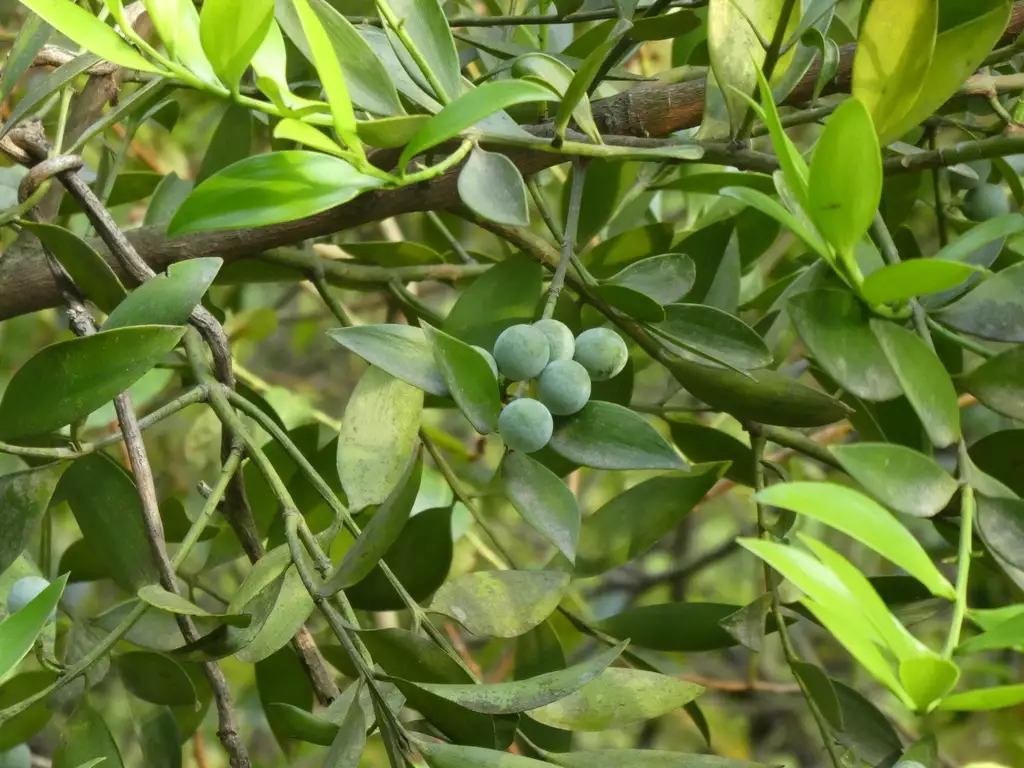 NAGEIA nagi - Evergreen Leaves,Tree,Web page Navigation - Asian ...