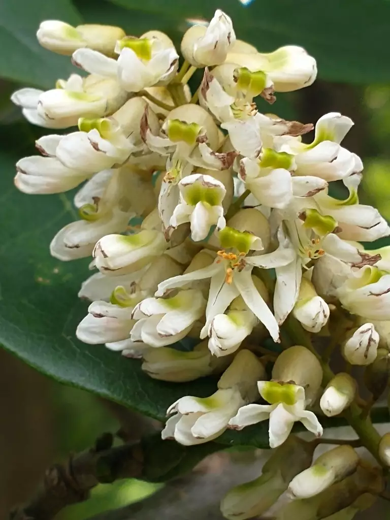 Maackia amurensis - Deciduous,Flowering Tree - Amur Maackia, Chinese ...