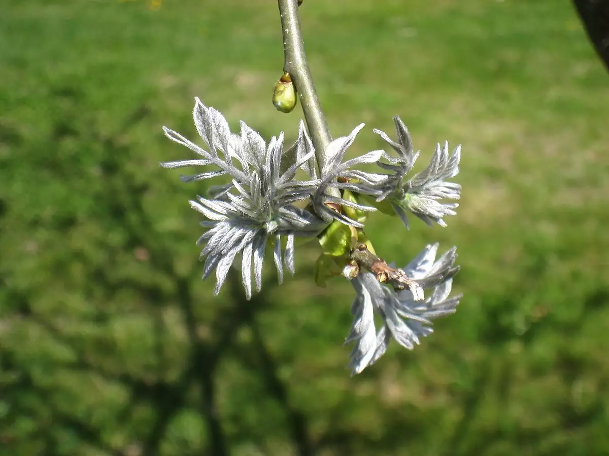 Maackia amurensis - Deciduous,Flowering Tree - Amur Maackia, Chinese ...