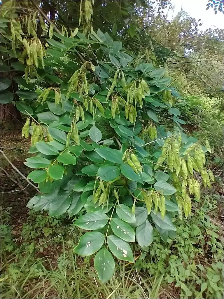 Maackia amurensis - Deciduous,Flowering Tree - Amur Maackia, Chinese ...