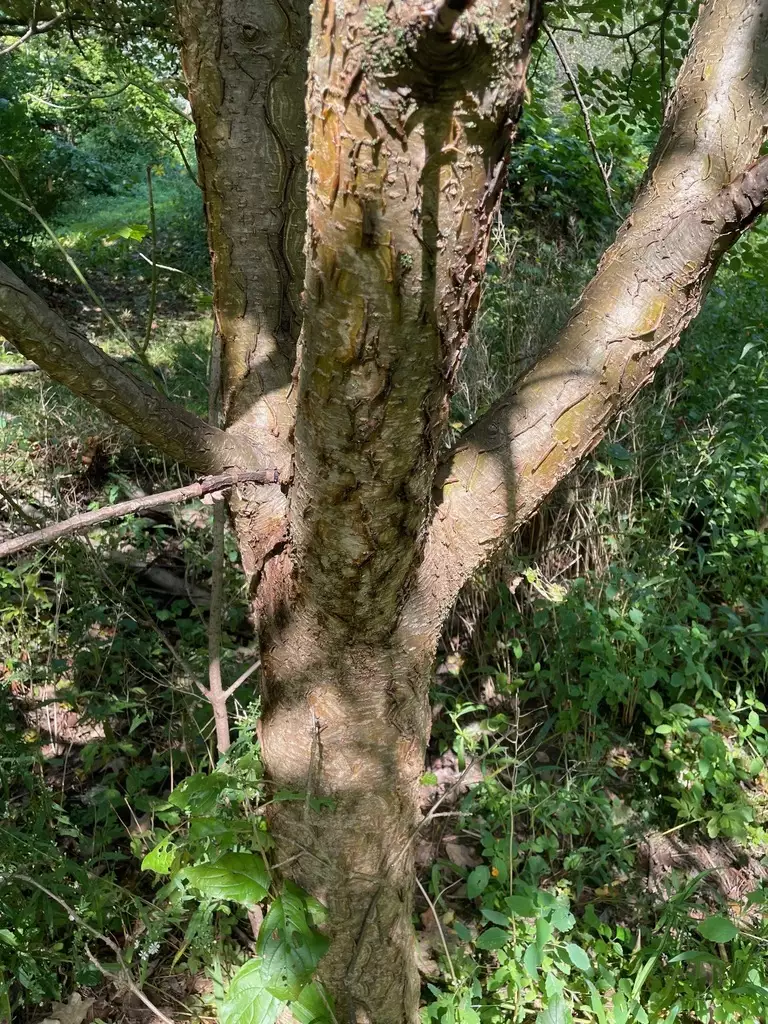 Maackia amurensis - Deciduous,Flowering Tree - Amur Maackia, Chinese ...