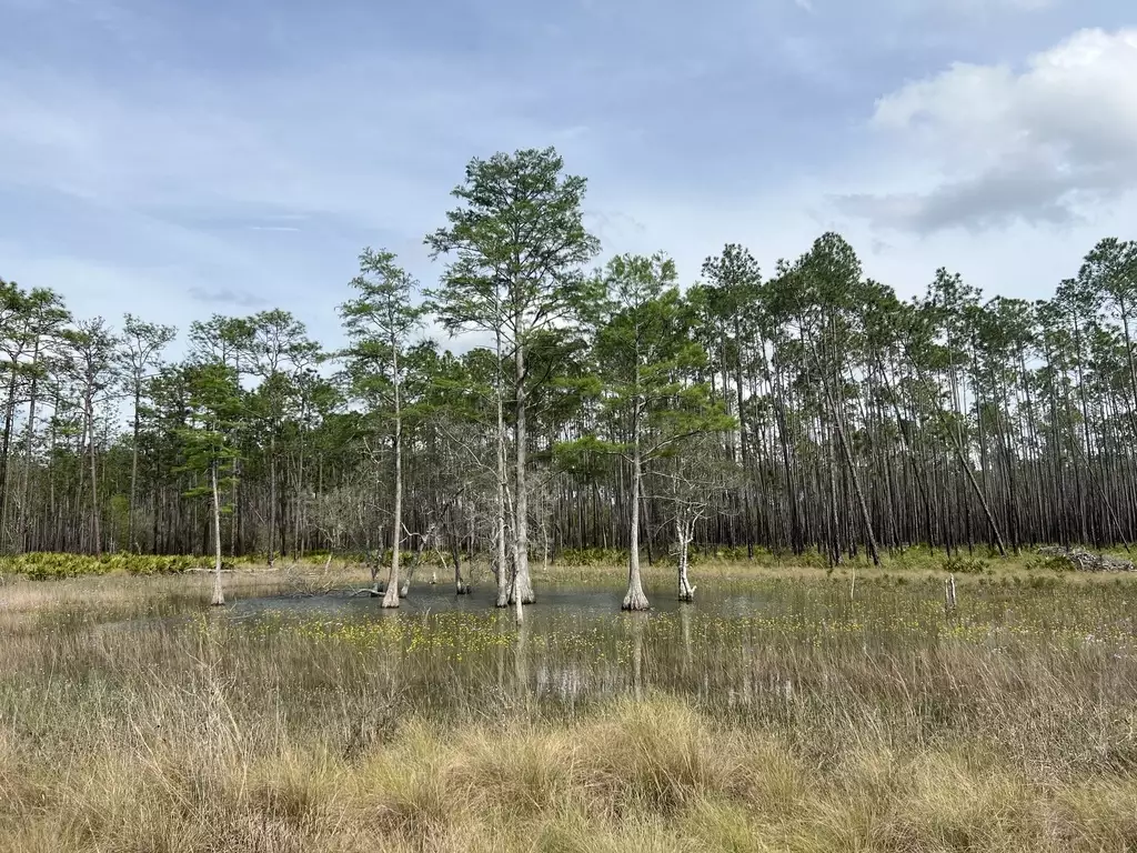 Taxodium distichum var. imbricatum - Conifer - Pond Cypress