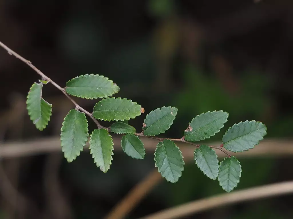 Ulmus parvifolia - Common Bonsai,Deciduous - Chinese Corkbark Elm ...
