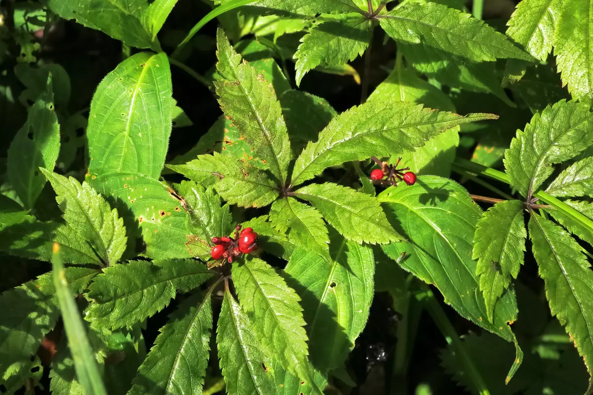 Panax pseudoginseng - Herb - Himalayan Ginseng