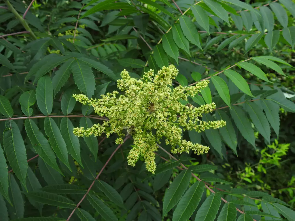 Rhus glabra - Deciduous,Ornamental Fruit - Smooth Sumac