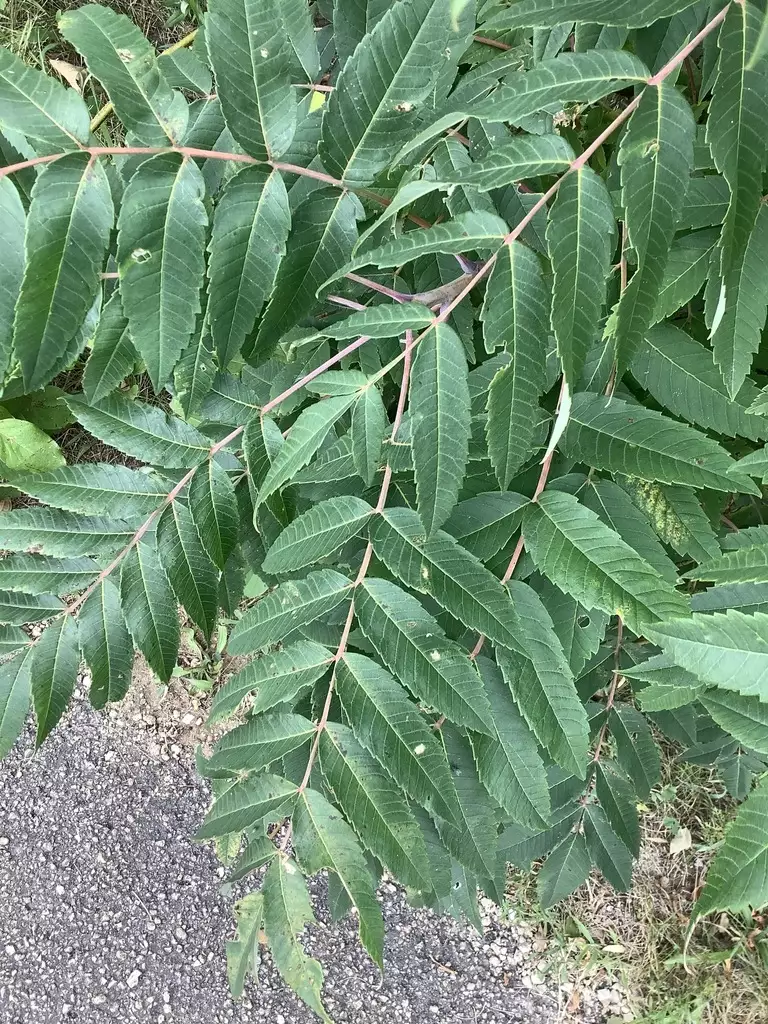 Rhus glabra - Deciduous,Ornamental Fruit - Smooth Sumac