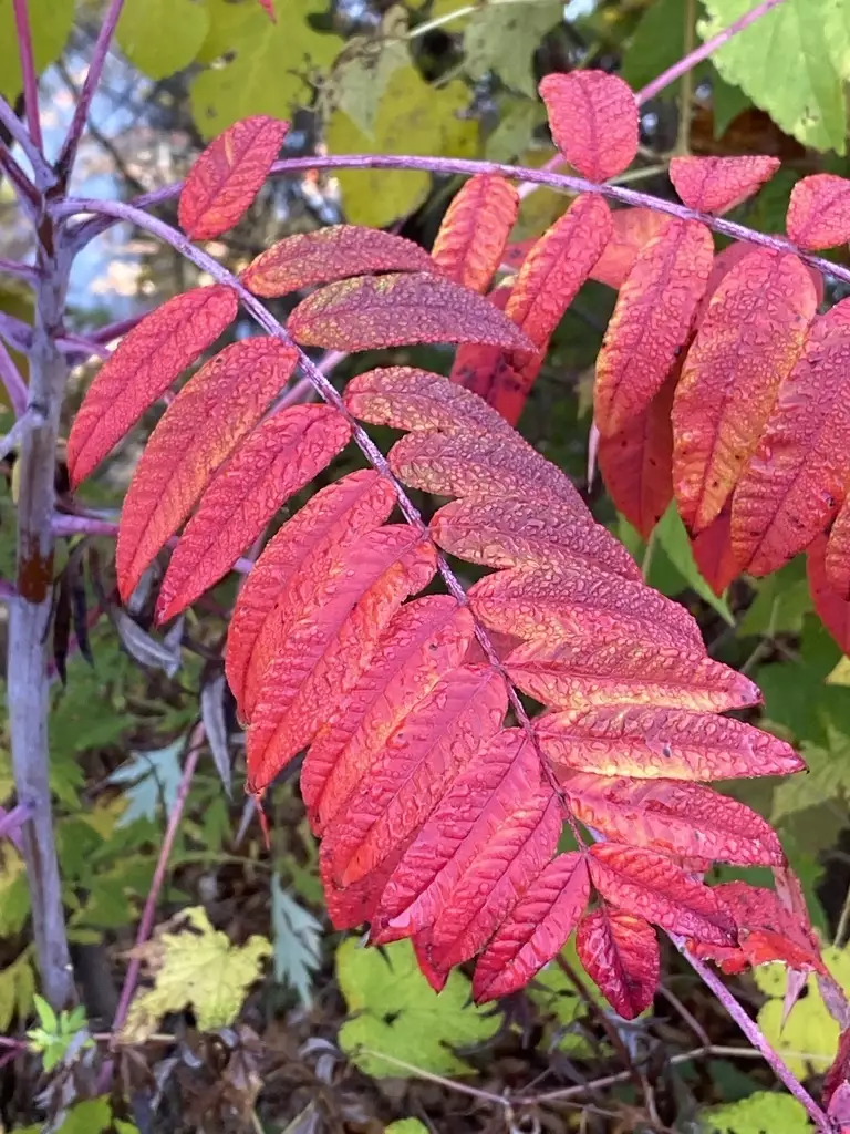 Rhus glabra - Deciduous,Ornamental Fruit - Smooth Sumac
