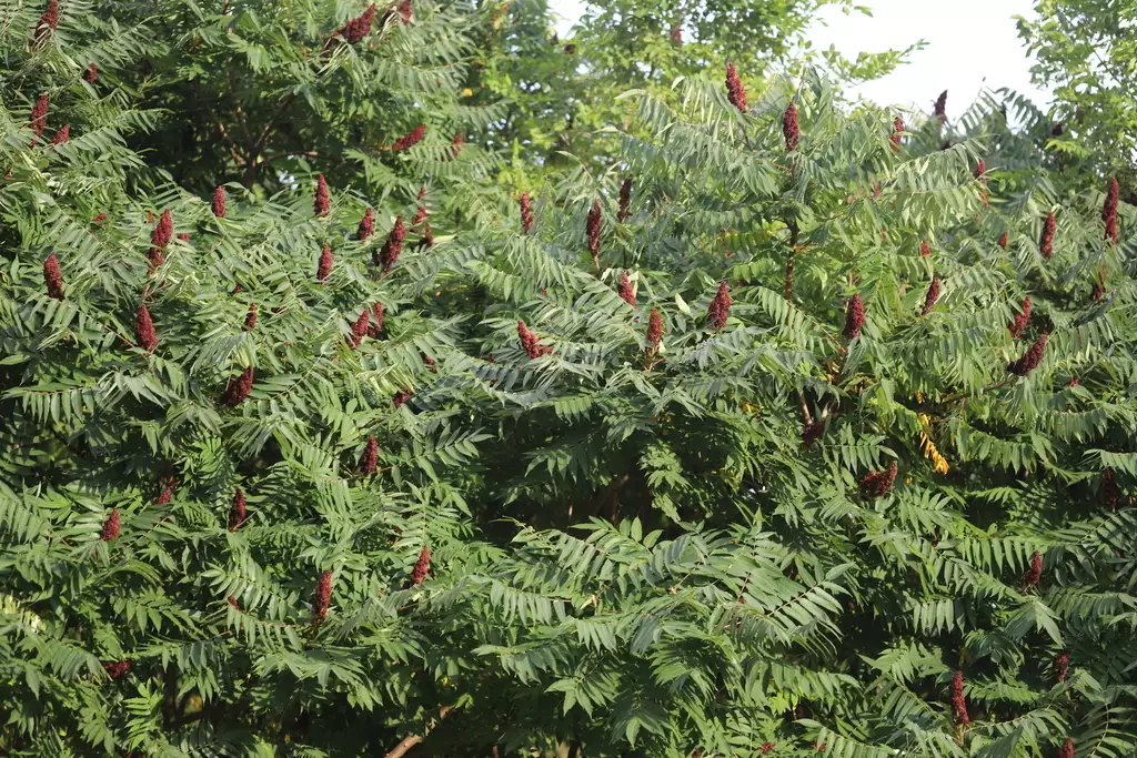 Rhus glabra - Deciduous,Ornamental Fruit - Smooth Sumac