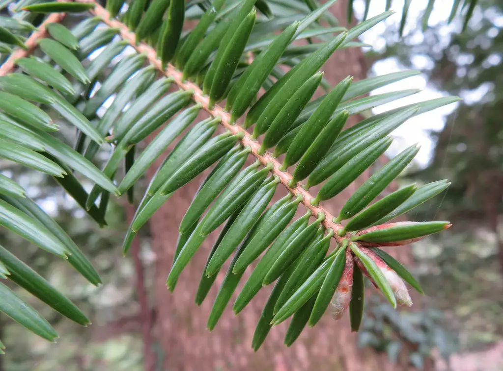 Abies firma - Common Bonsai,Conifer - Japanese Fir, Momi Fir