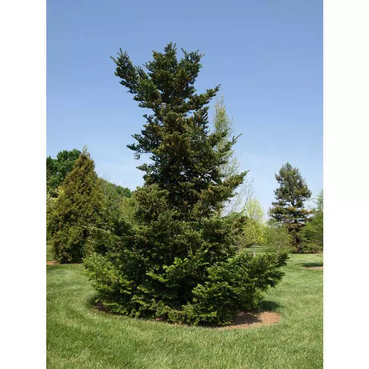 Abies firma - Common Bonsai,Conifer - Japanese Fir, Momi Fir