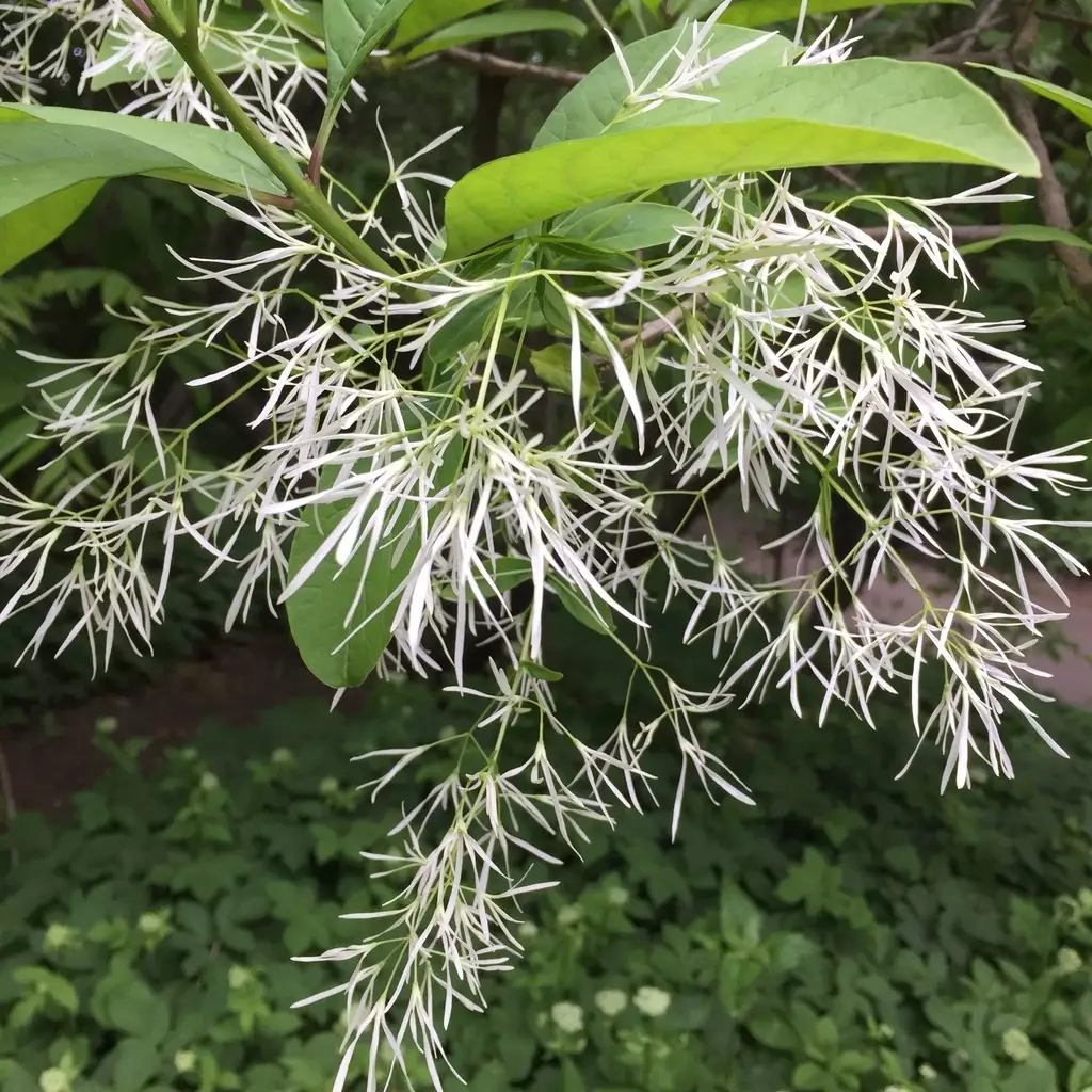 Sheffield's Seed Company