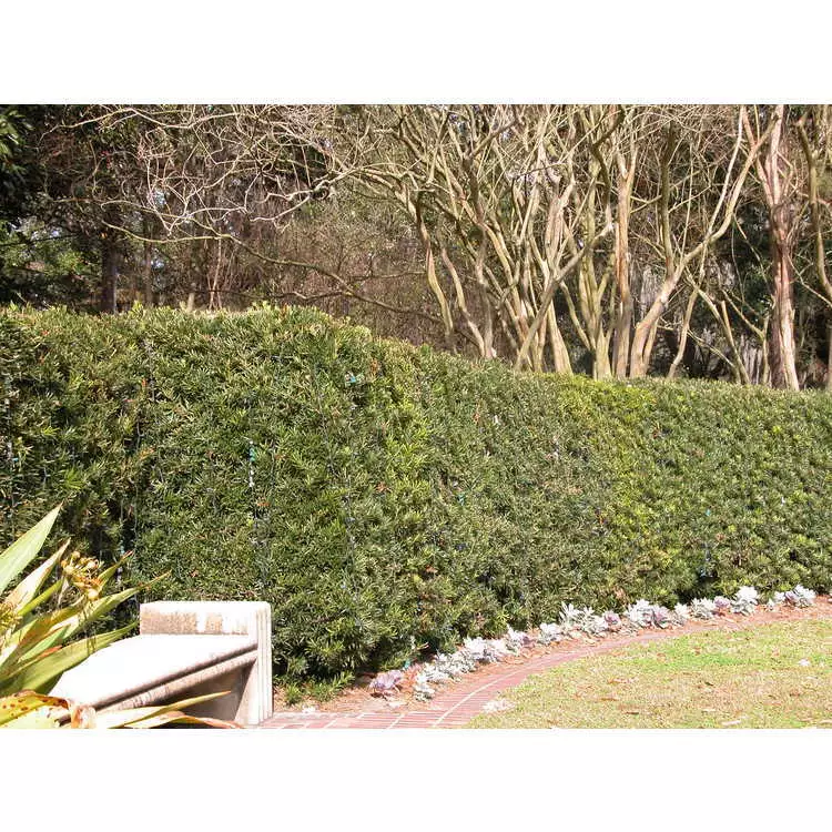 Podocarpus macrophyllus - Common Bonsai,Web page Navigation - Kusamaki ...