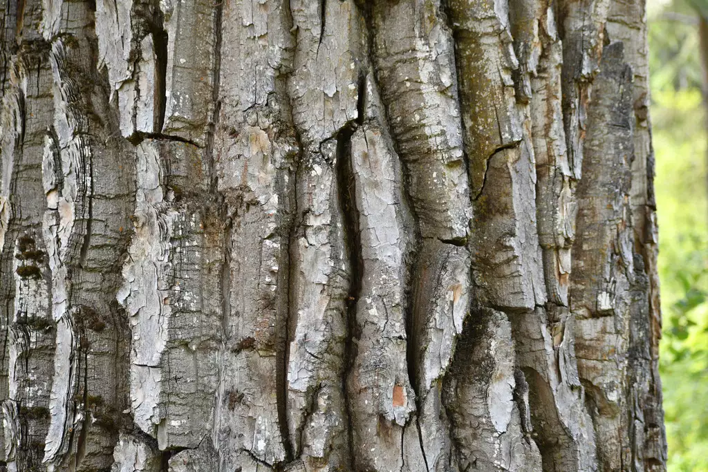 Populus trichocarpa - Deciduous,Medicinal Herbs - Black Cottonwood ...