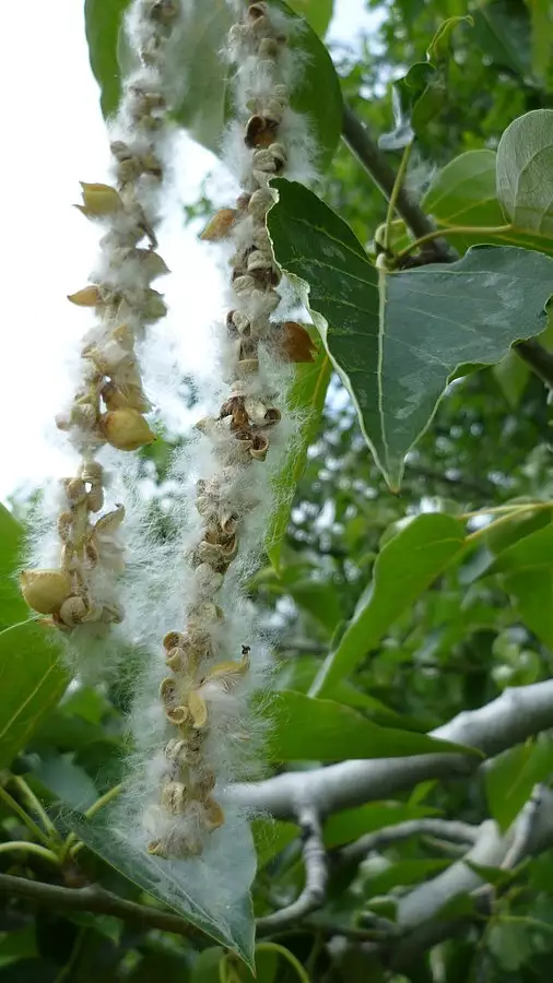 Populus trichocarpa - Deciduous,Medicinal Herbs - Black Cottonwood ...