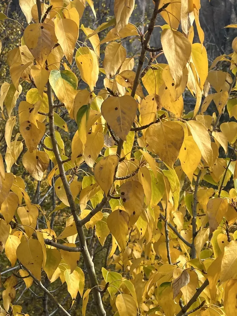 Populus trichocarpa - Deciduous,Medicinal Herbs - Black Cottonwood ...