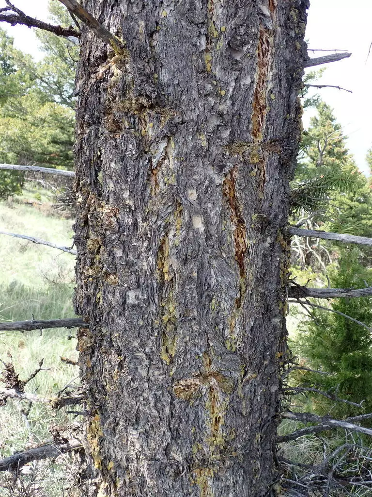 Pseudotsuga menziesii Oregon - Conifer - Douglas Fir