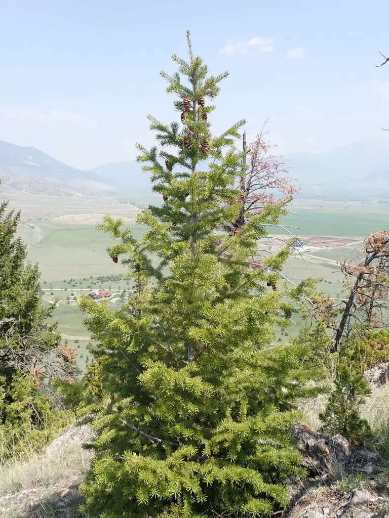 Pseudotsuga menziesii Oregon - Conifer - Douglas Fir