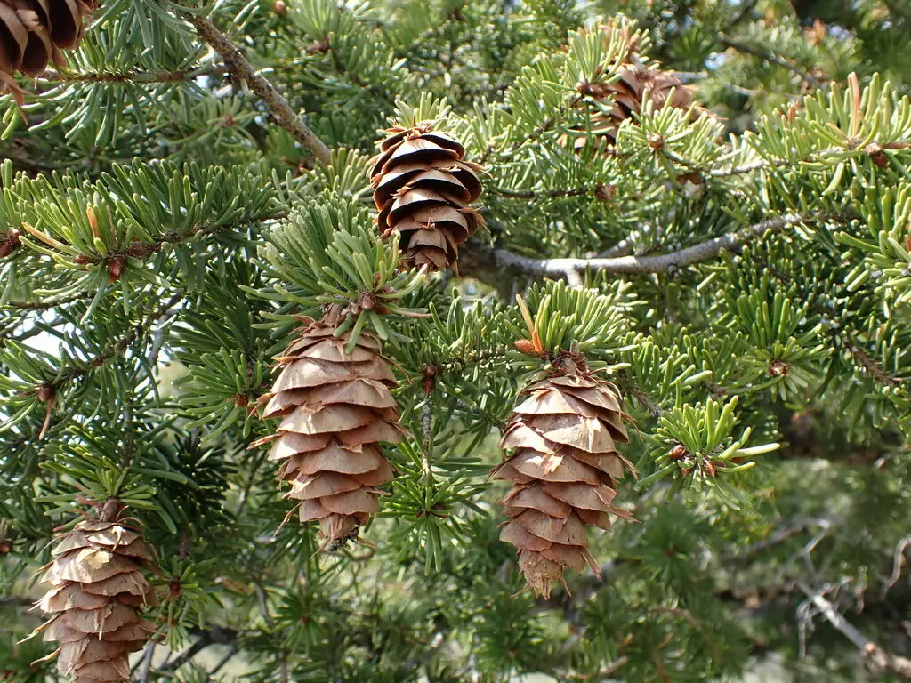 Pseudotsuga menziesii Oregon - Conifer - Douglas Fir