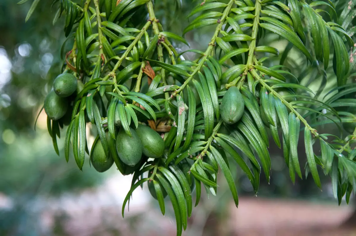 Cephalotaxus oliveri - Medicinal Herbs,Shrub - Oliver Plum Yew, Oliver ...