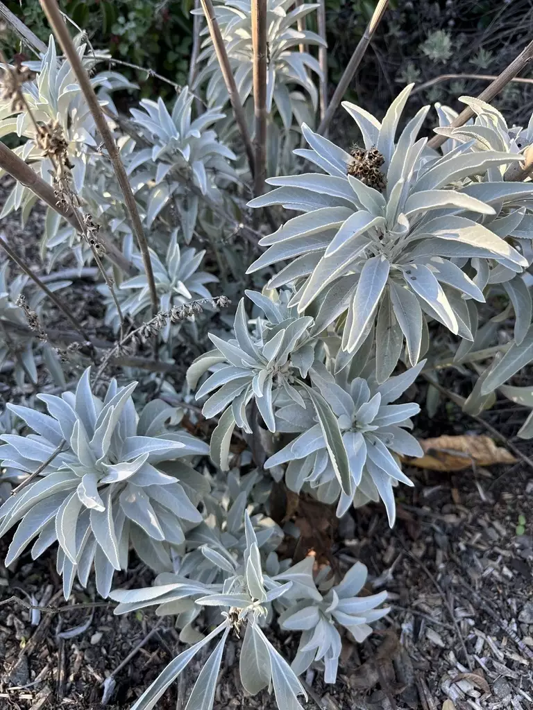 Salvia apiana - Web page Navigation - Bee Sage, Sacred Sage, White Sage