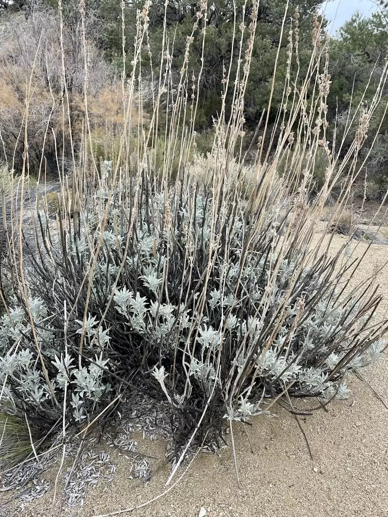 Salvia apiana - Web page Navigation - Bee Sage, Sacred Sage, White Sage