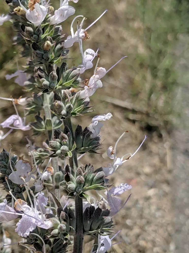 Salvia apiana - Web page Navigation - Bee Sage, Sacred Sage, White Sage