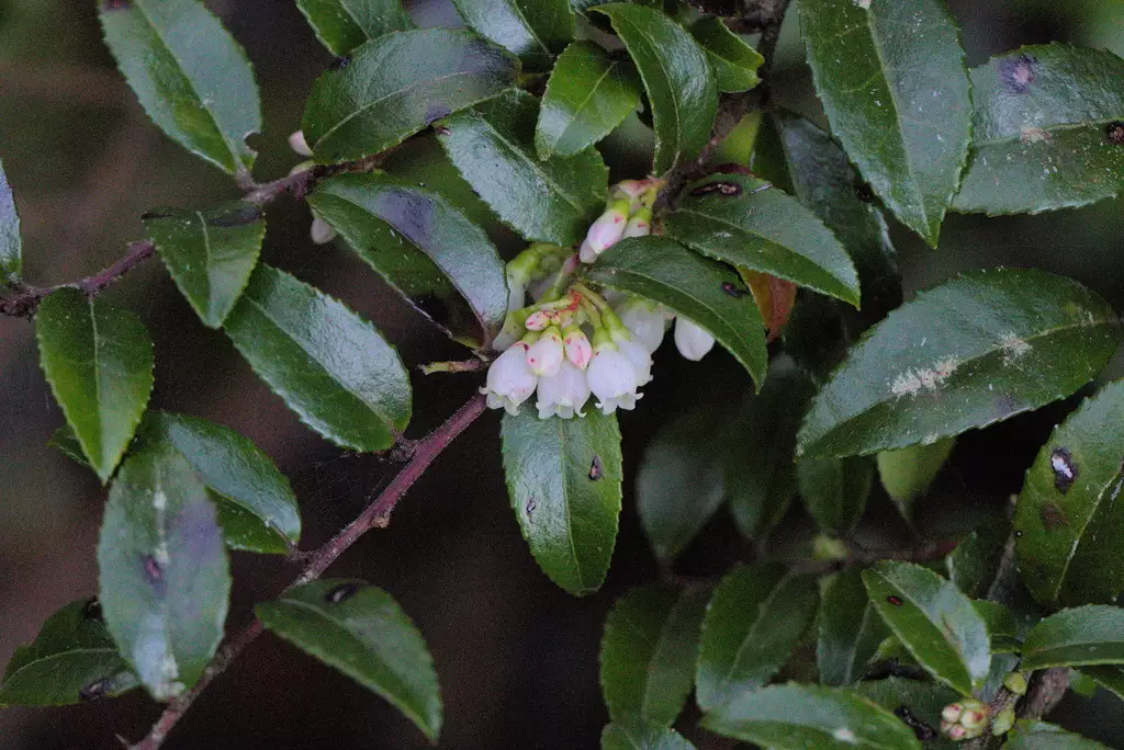 Vaccinium ovatum - Shrub - California Huckleberry, Evergreen Huckleberry