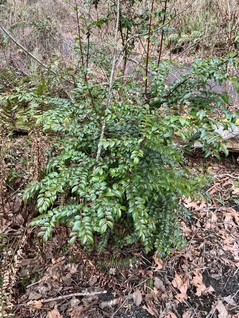 Vaccinium ovatum - Shrub - California Huckleberry, Evergreen Huckleberry