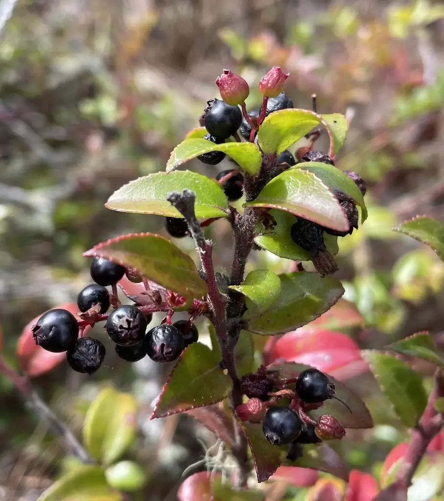 Vaccinium ovatum - Shrub - California Huckleberry, Evergreen Huckleberry