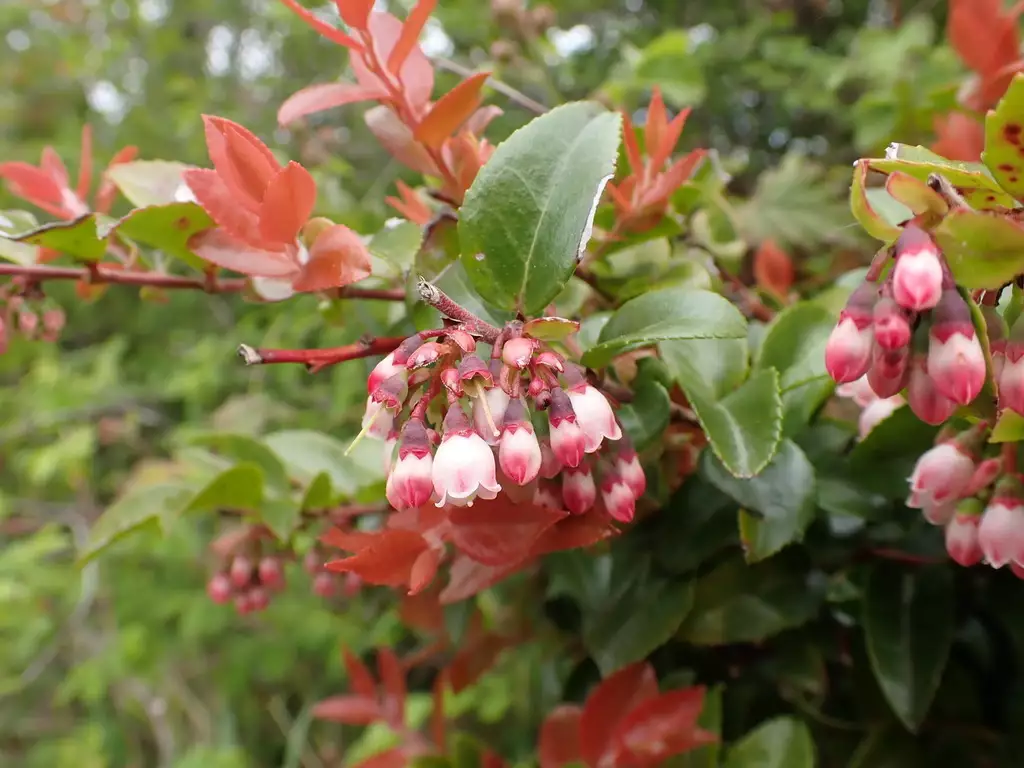 Vaccinium ovatum - Shrub - California Huckleberry, Evergreen Huckleberry