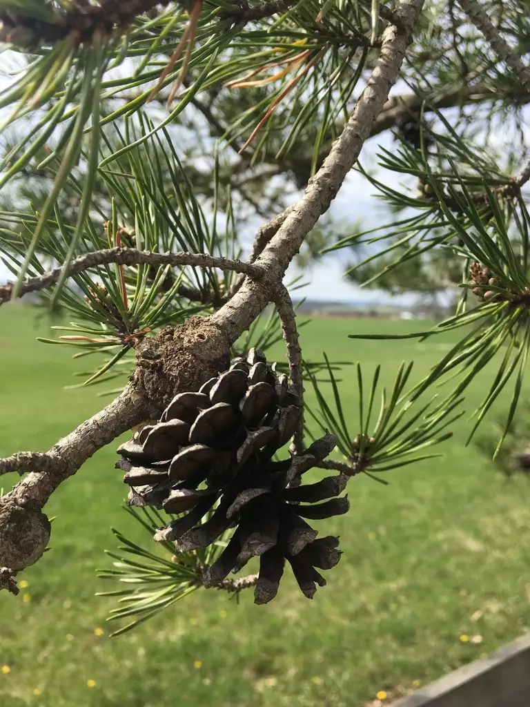 Pinus virginiana Improved - Common Bonsai,Conifer - Improved Virginia Pine