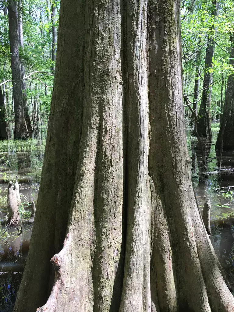 Taxodium distichum Northern - Common Bonsai,Conifer,Deciduous - Bald ...