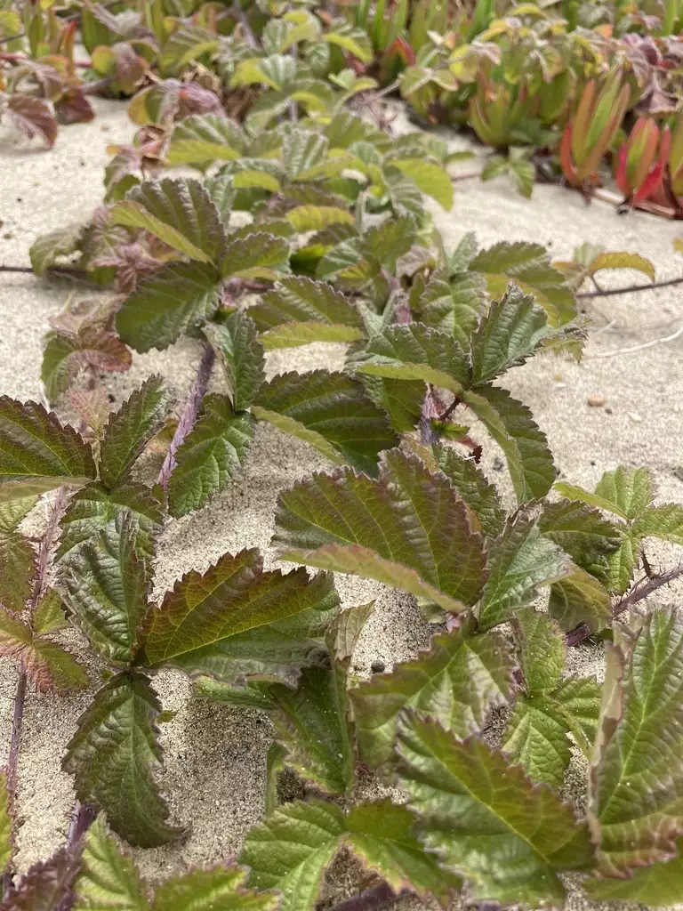 Rubus ursinus - Web page Navigation - California Blackberry, Pacific ...