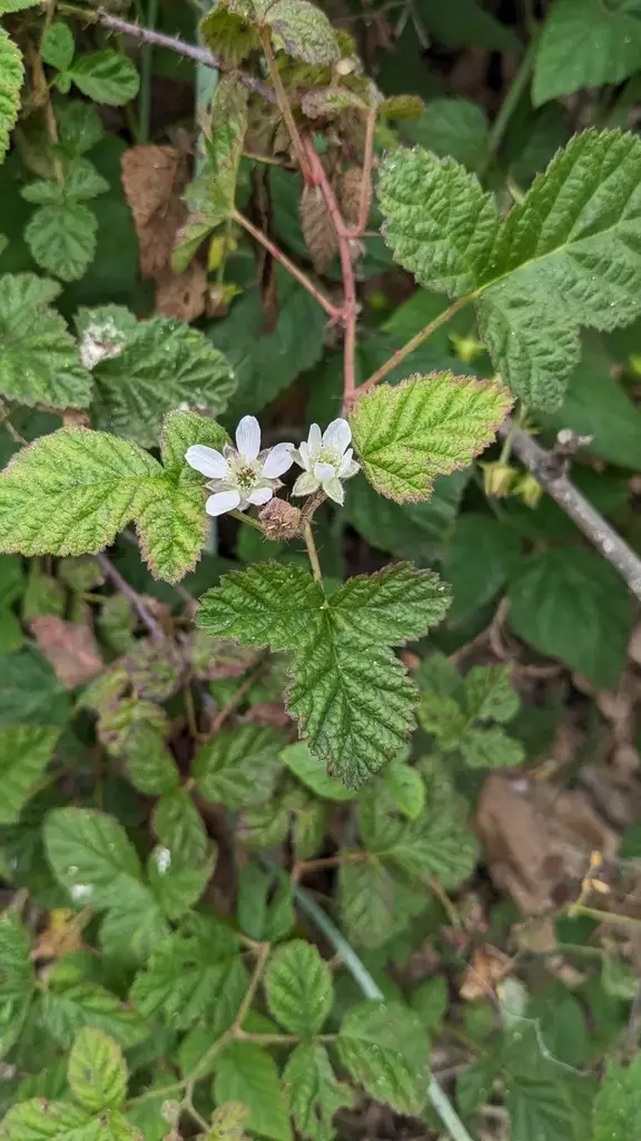Rubus ursinus - Web page Navigation - California Blackberry, Pacific ...