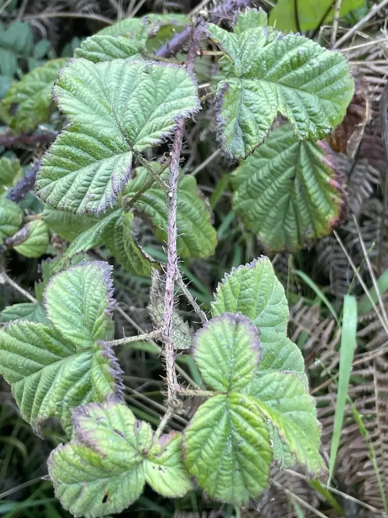 Rubus ursinus - Web page Navigation - California Blackberry, Pacific ...