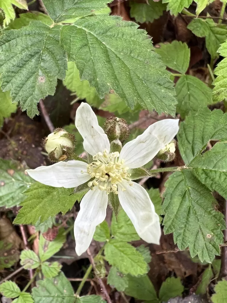 Rubus ursinus - Web page Navigation - California Blackberry, Pacific ...