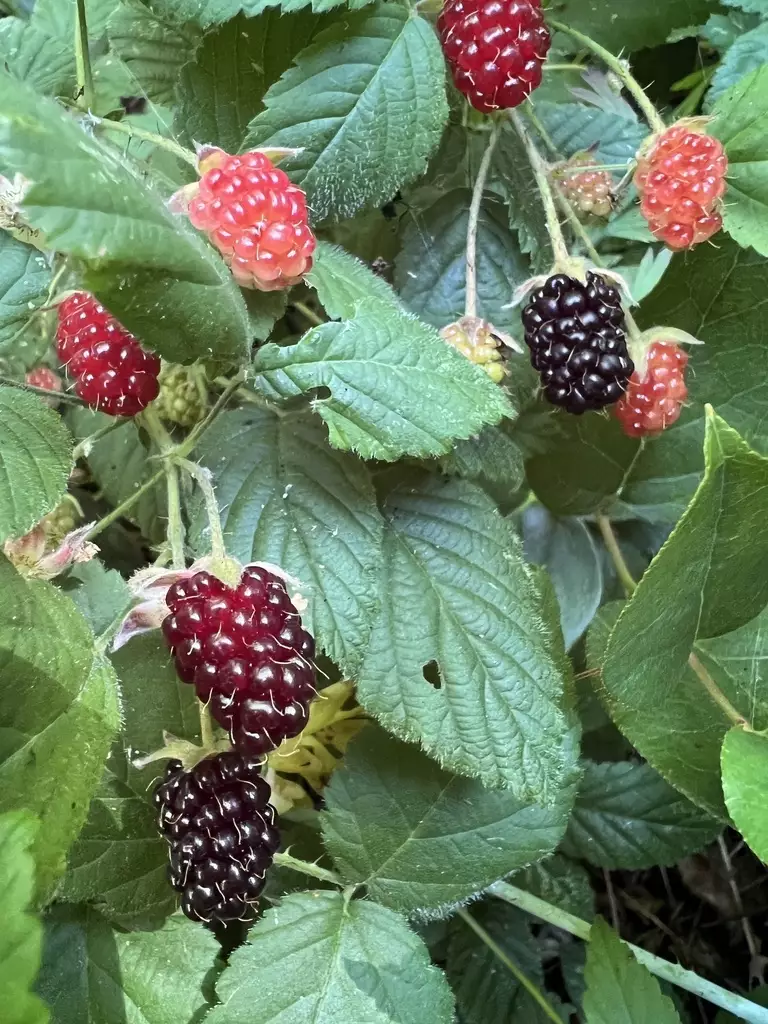 Rubus ursinus - Web page Navigation - California Blackberry, Pacific ...