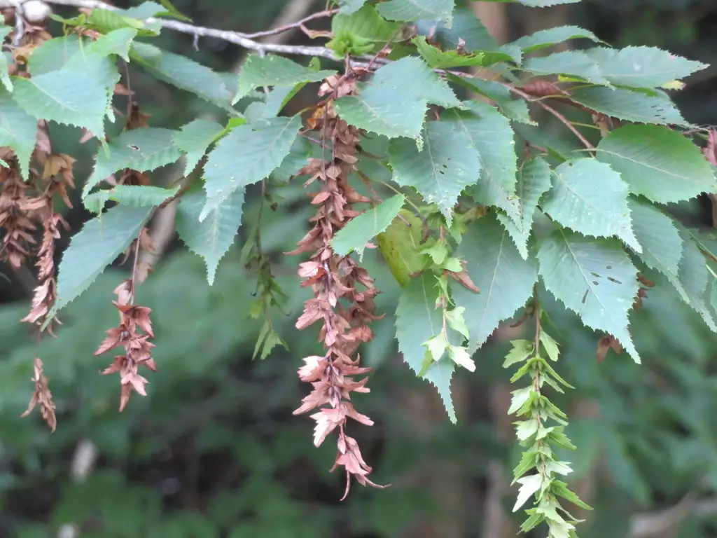 Carpinus laxiflora - Common Bonsai,Shrub - Loose-flower Hornbeam
