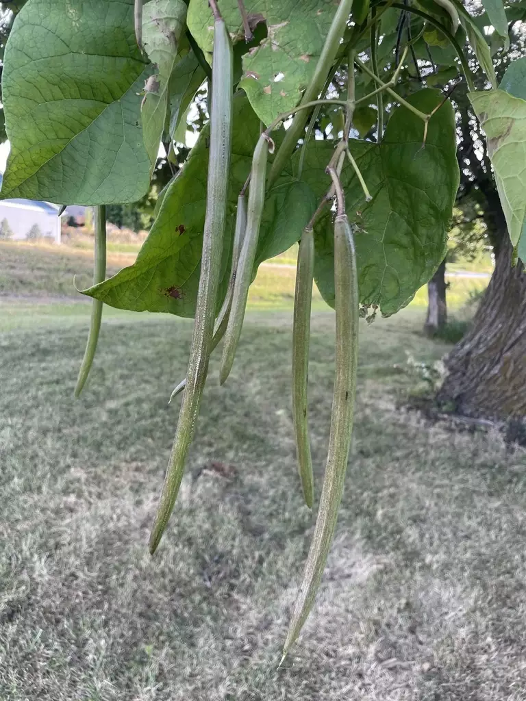 Catalpa speciosa - Flowering Tree - Catawba Tree, Hardy Catalpa ...
