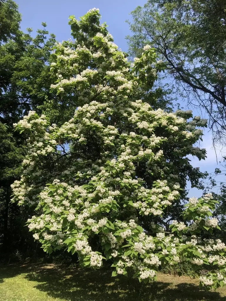 Catalpa speciosa - Flowering Tree - Catawba Tree, Hardy Catalpa ...