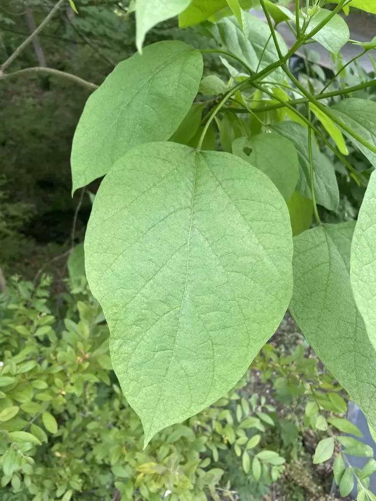 Catalpa speciosa - Flowering Tree - Catawba Tree, Hardy Catalpa ...