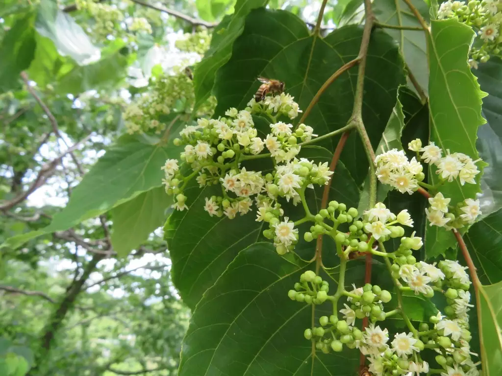 Hovenia dulcis - Deciduous - Japanese Raisin Tree, Oriental Raisin Tree
