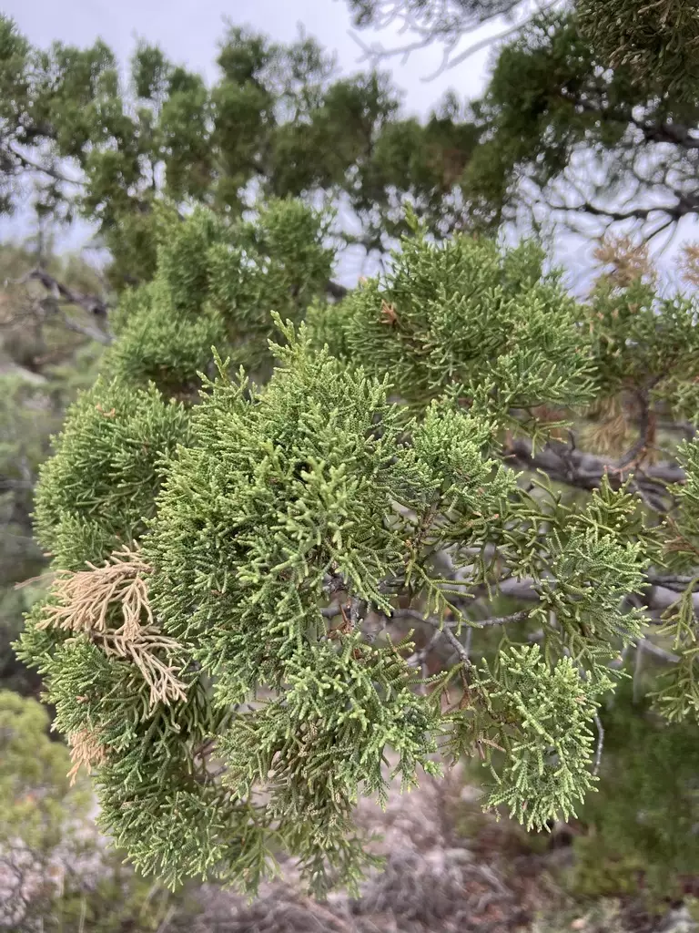 Hesperocyparis arizonica - Common Bonsai,Conifer - Arizona Cypress