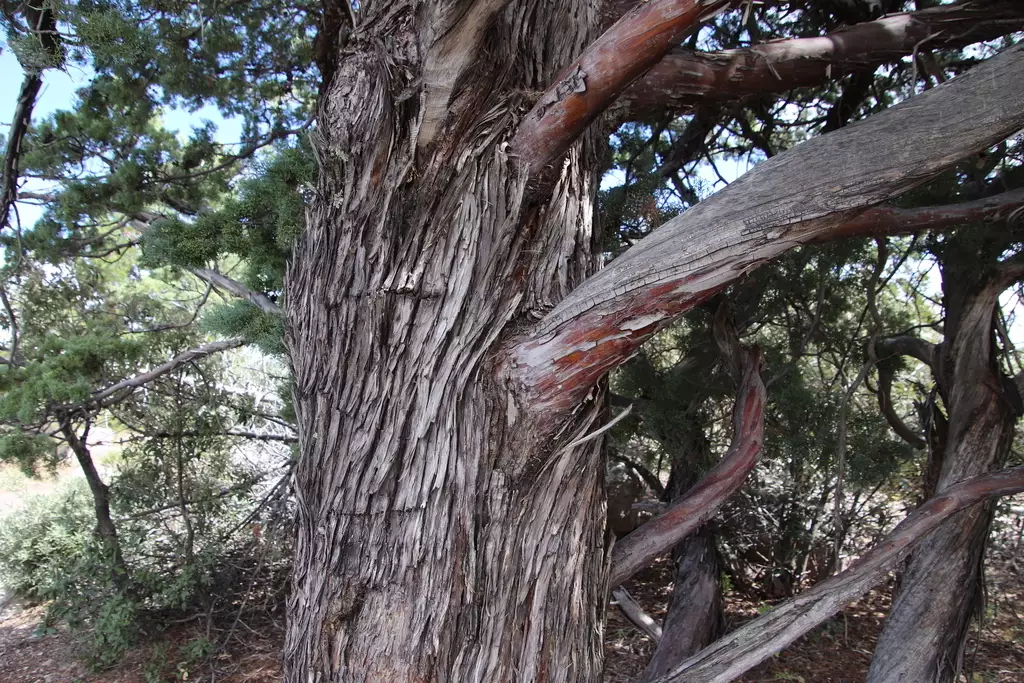 Hesperocyparis arizonica - Common Bonsai,Conifer - Arizona Cypress