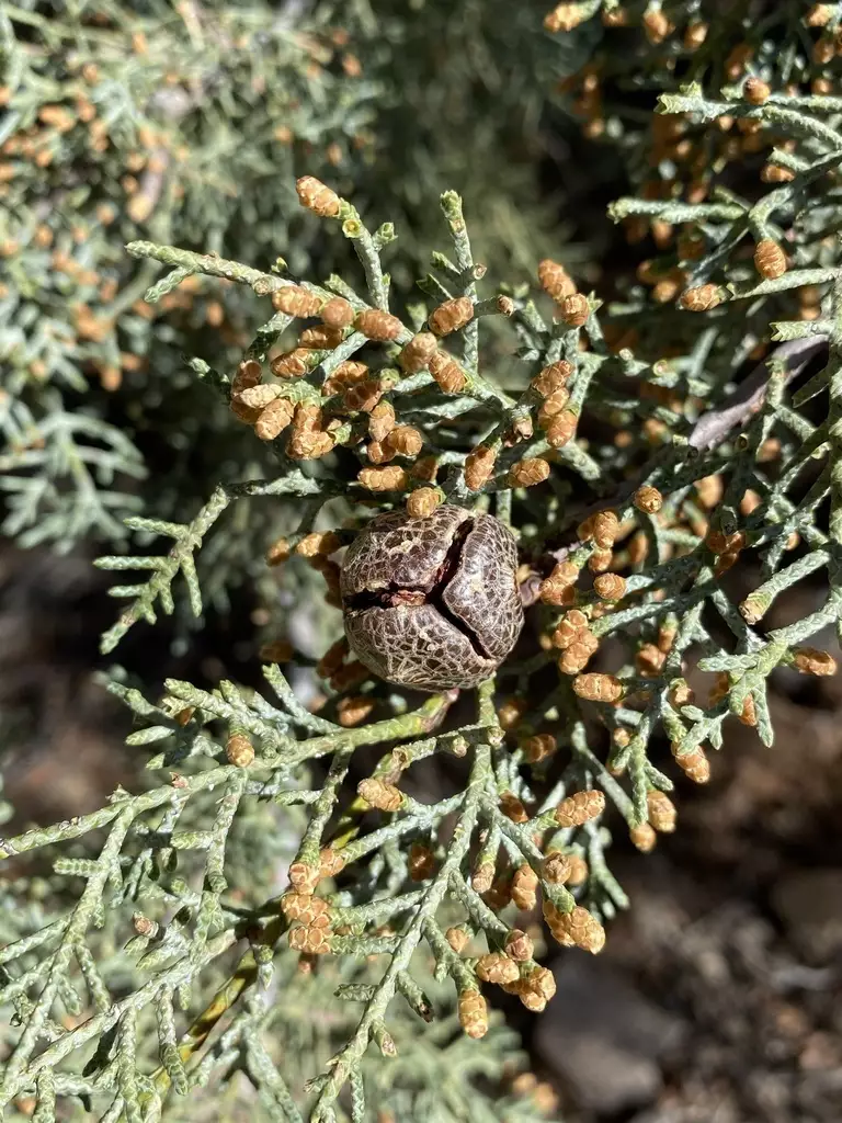 Hesperocyparis arizonica - Common Bonsai,Conifer - Arizona Cypress