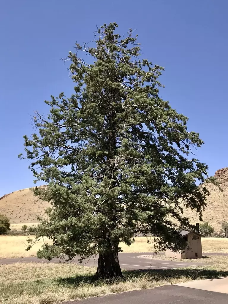 Hesperocyparis arizonica - Common Bonsai,Conifer - Arizona Cypress