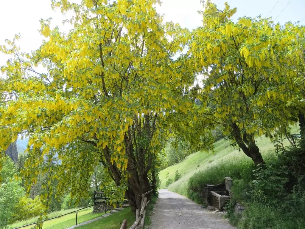 Laburnum alpinum - Shrub - Alpine Laburnum, Scotch Laburnum