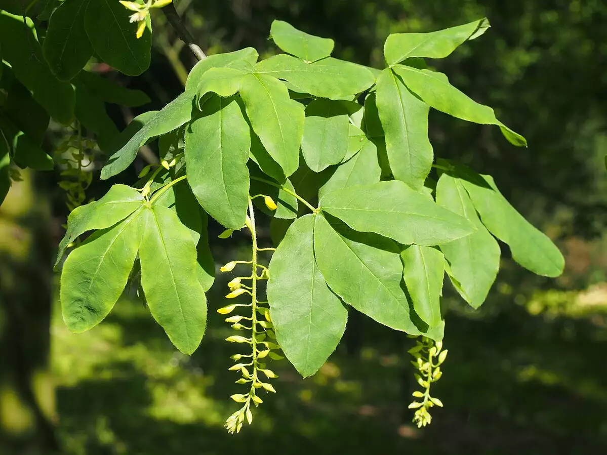 Laburnum alpinum - Shrub - Alpine Laburnum, Scotch Laburnum
